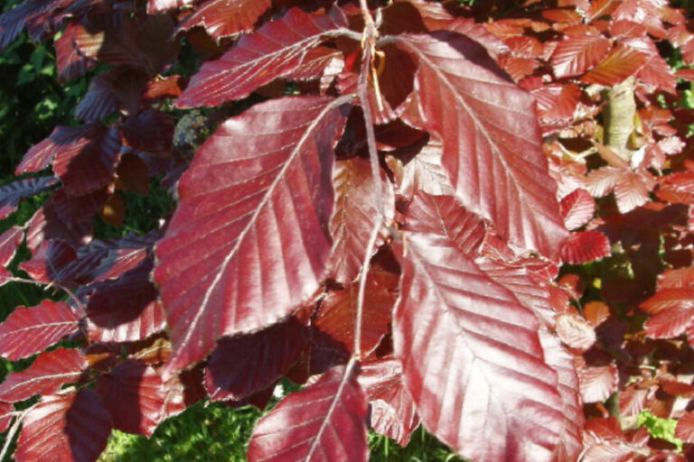 Copper Beech | Hadwen Arboretum | Clark University