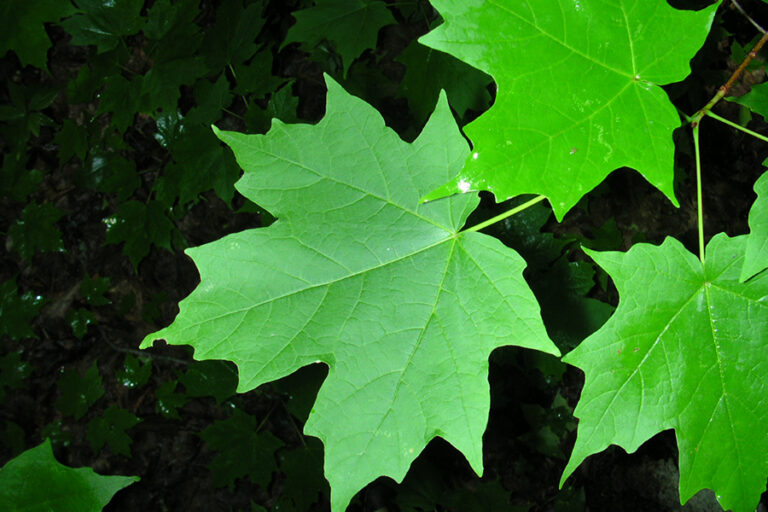 Sugar Maple | Hadwen Arboretum | Clark University