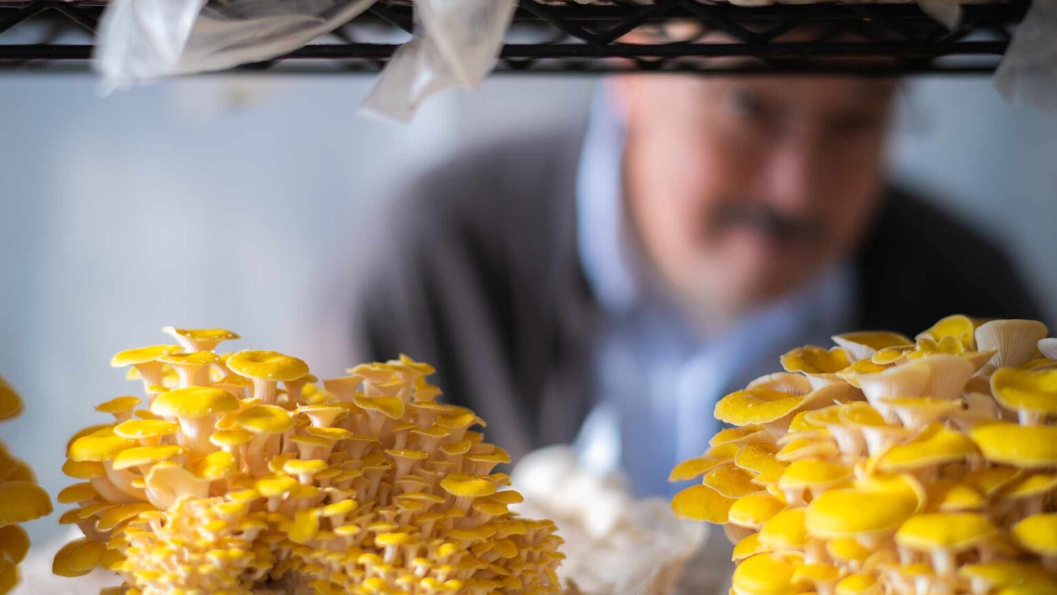 The mysteries of the mushroom | Clark University | Clark University